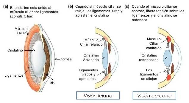 ¿QUÉ OCURRE EN EL OJO CUANDO MIRAMOS DE CERCA? | Insadof
